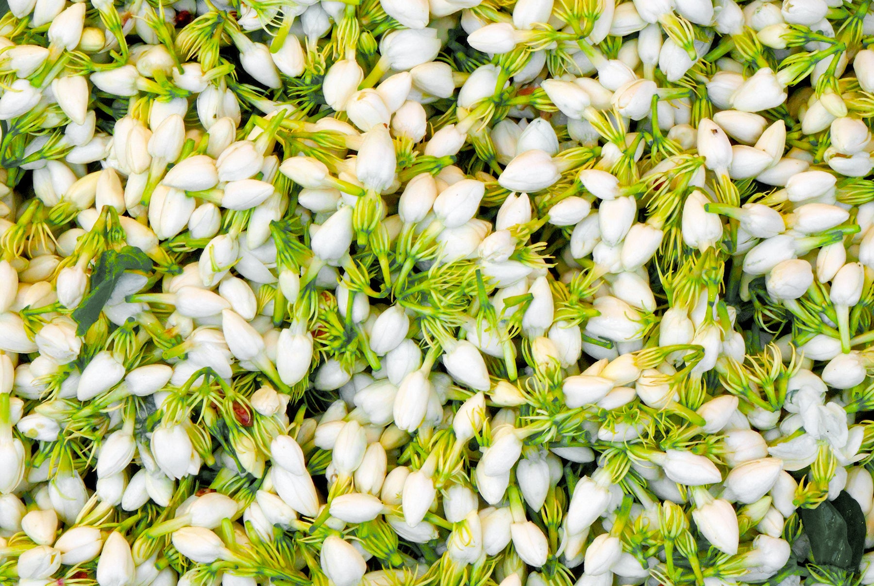 A Brief History of Jasmine